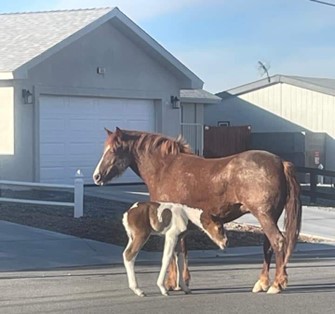 Bureau of Land Management to conduct nuisance wild horse and burro gather in Pahrump, Nevada ...